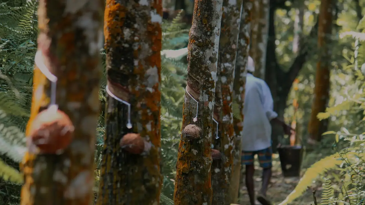 LiveEO | Navigating EUDR Compliance for Rubber: A Guide